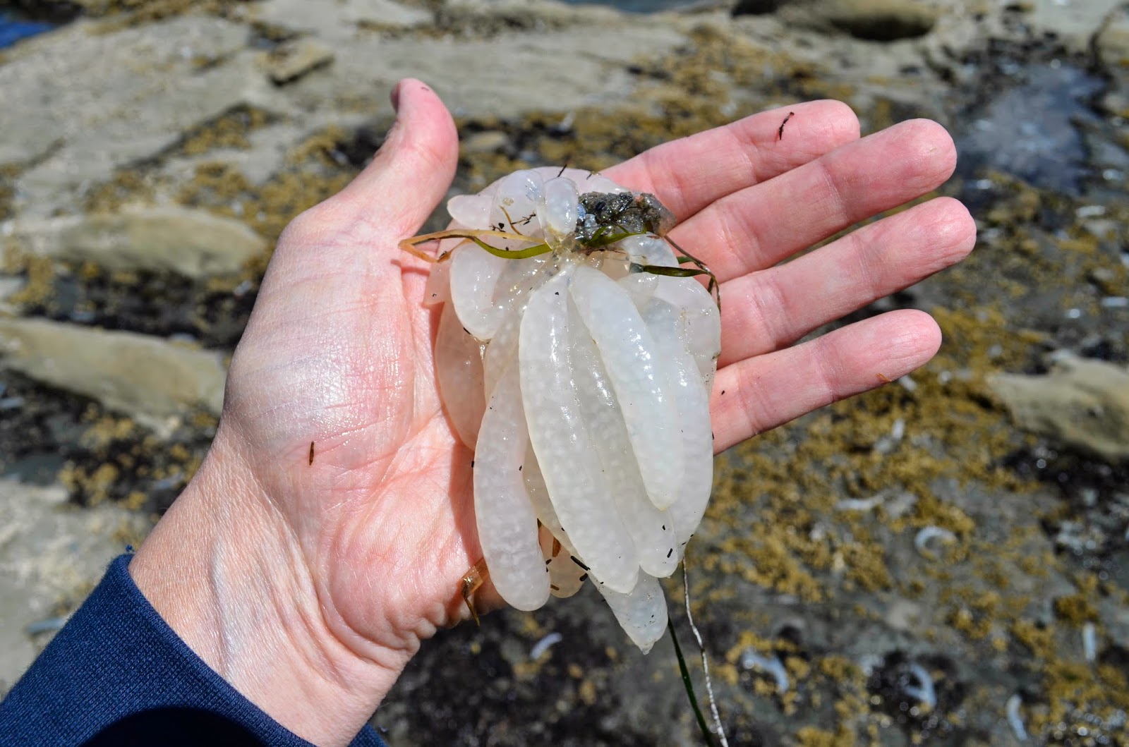 BYU-Idaho Marine Biology Field Experience: MBFE - Day 22 - Baby Squid!