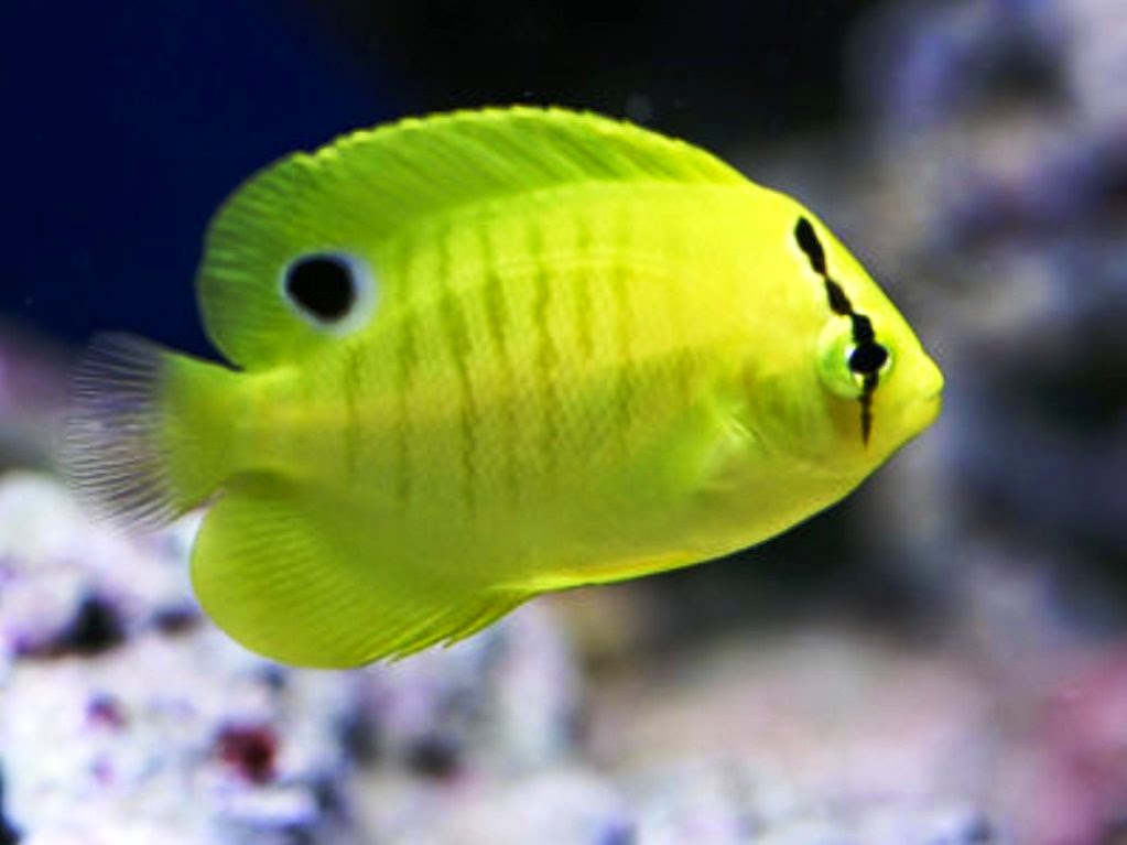 Angelfish - Ikan Angel