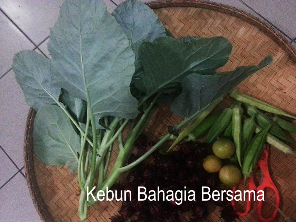 Kebun Bahagia Bersama: Glossy Kailan