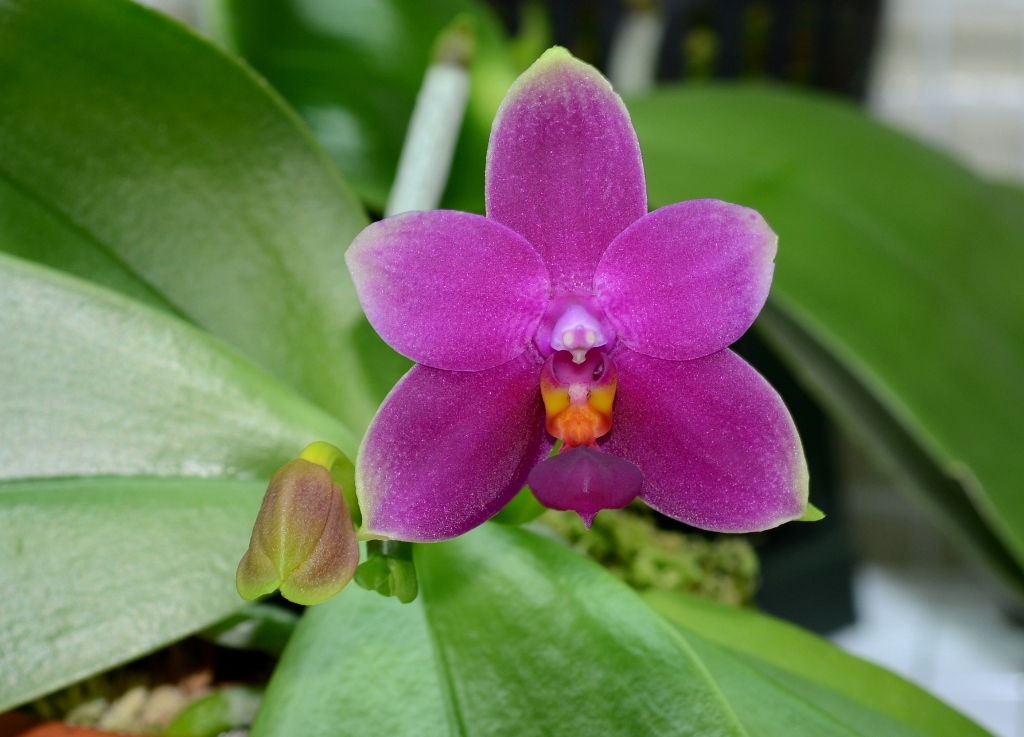 Phal. Vio Vio - Orchid Board - Most Complete Orchid Forum on the web