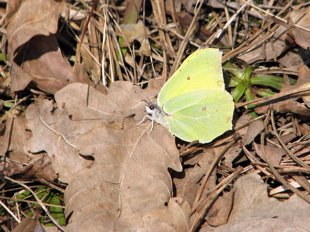Metsarahva memuaarid: Esimene liblikas