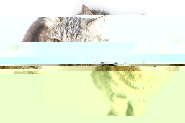 Transmedia Practices Motion Graphics Glitch Art Using TextEdit Transmedia Practices Motion Graphics Glitch Art Using TextEdit