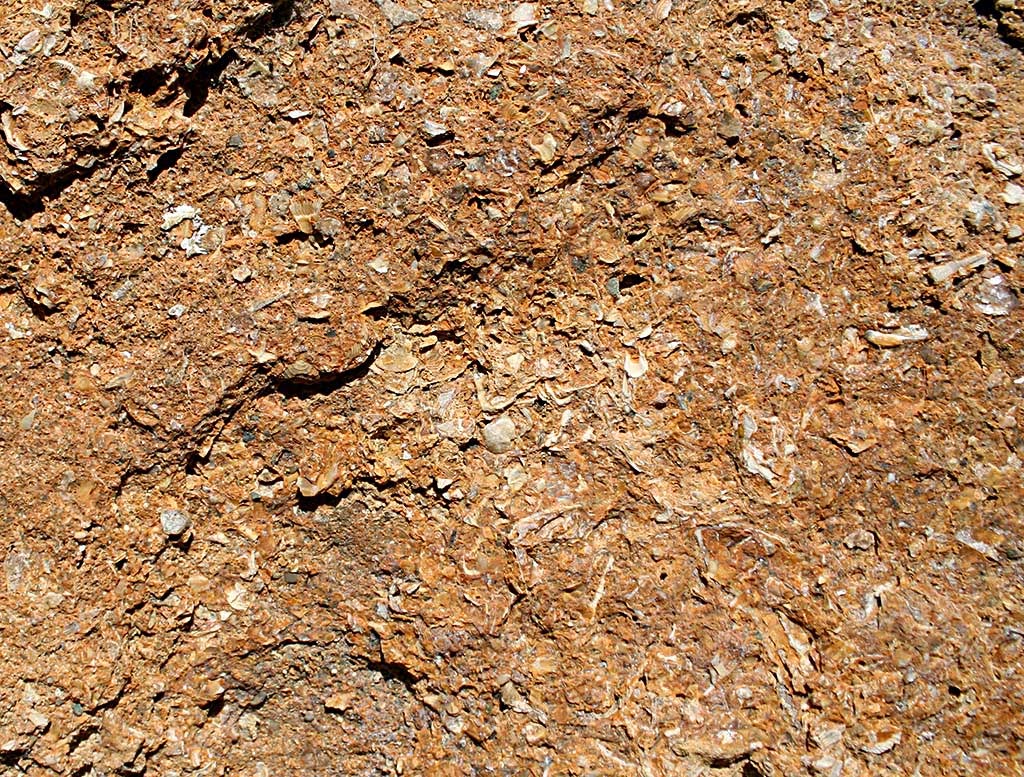 Louisville Fossils and Beyond: Fossils at San Gimignano Italy