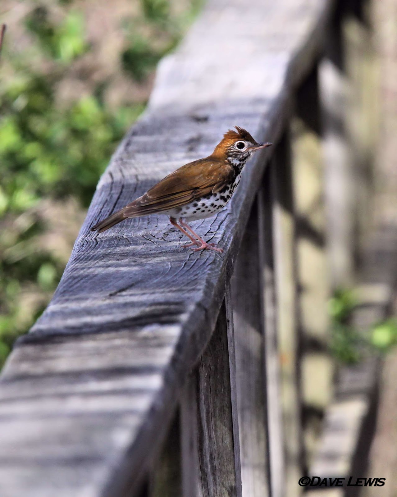 Birds from Behind : 05 May 2013