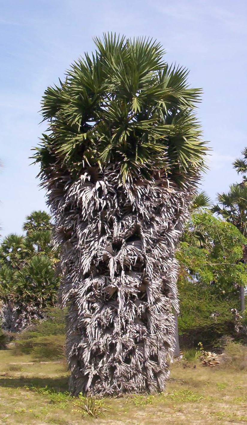 Flora of India: State Trees of India