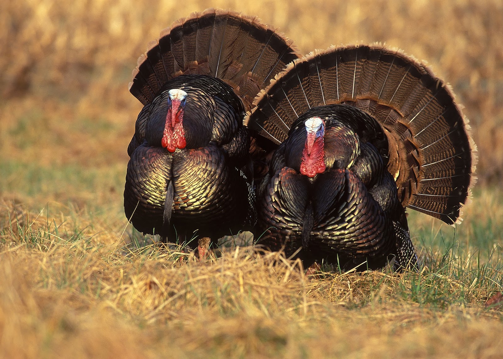 The Jungle Store: Multiple Turkey Mates