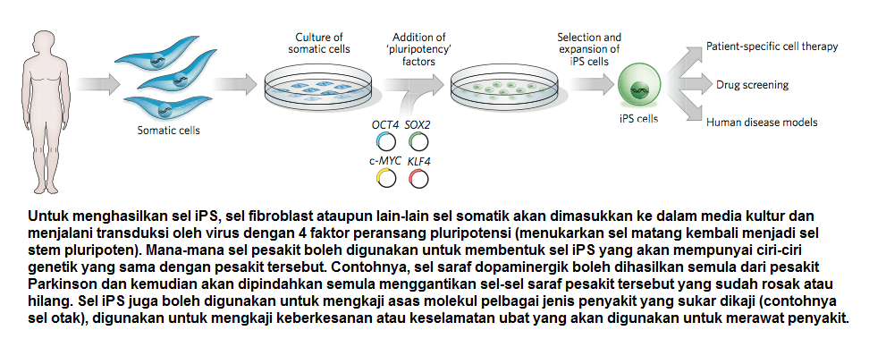 Minda Ke Tinta Dr.Rushdan Noor: SEL STEM: MITOS DAN REALITI