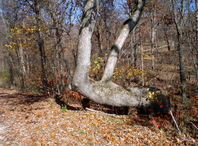 Trout Journeys: Ever Heard of a Thong Tree