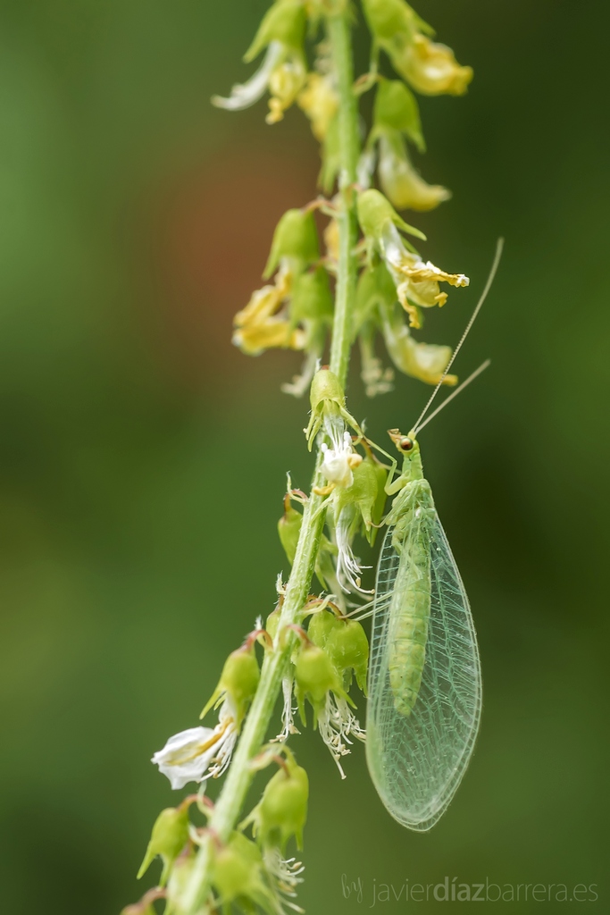 Bichos y plantas de León: Crisopa
