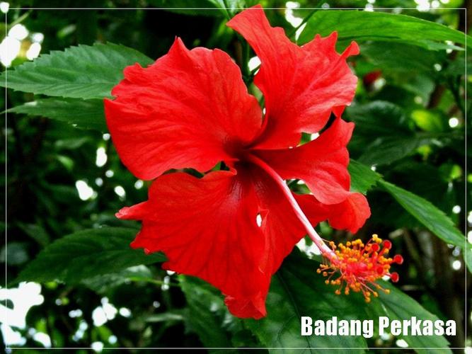 Selamat Datang Ke Alam Kemahiran Hidup