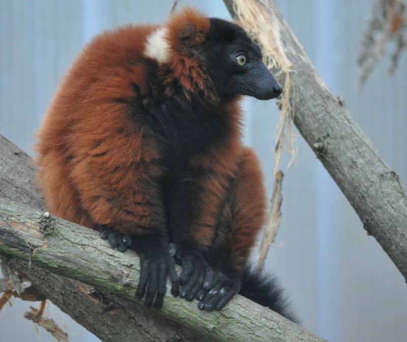 ZOOTOGRAFIANDO (6.100 ANIMALS): LÉMUR RUFO ROJO / RED RUFFED LEMUR ...