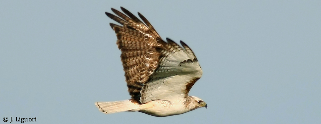 Raptor Identification and Photography: Red-tailed Hawk Patagial Marks