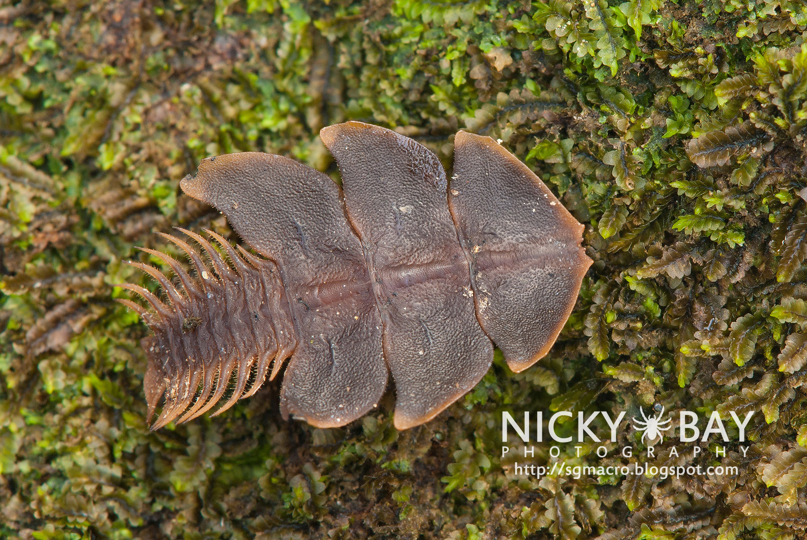 Trilobite Beetle Male