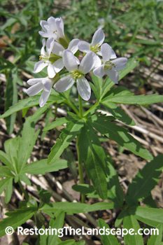 Restoring The Landscape With Native Plants: Native Plant of the Week ...