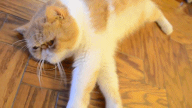 Chester SmooshyFace: Gifs of exotic shorthair cat Chester