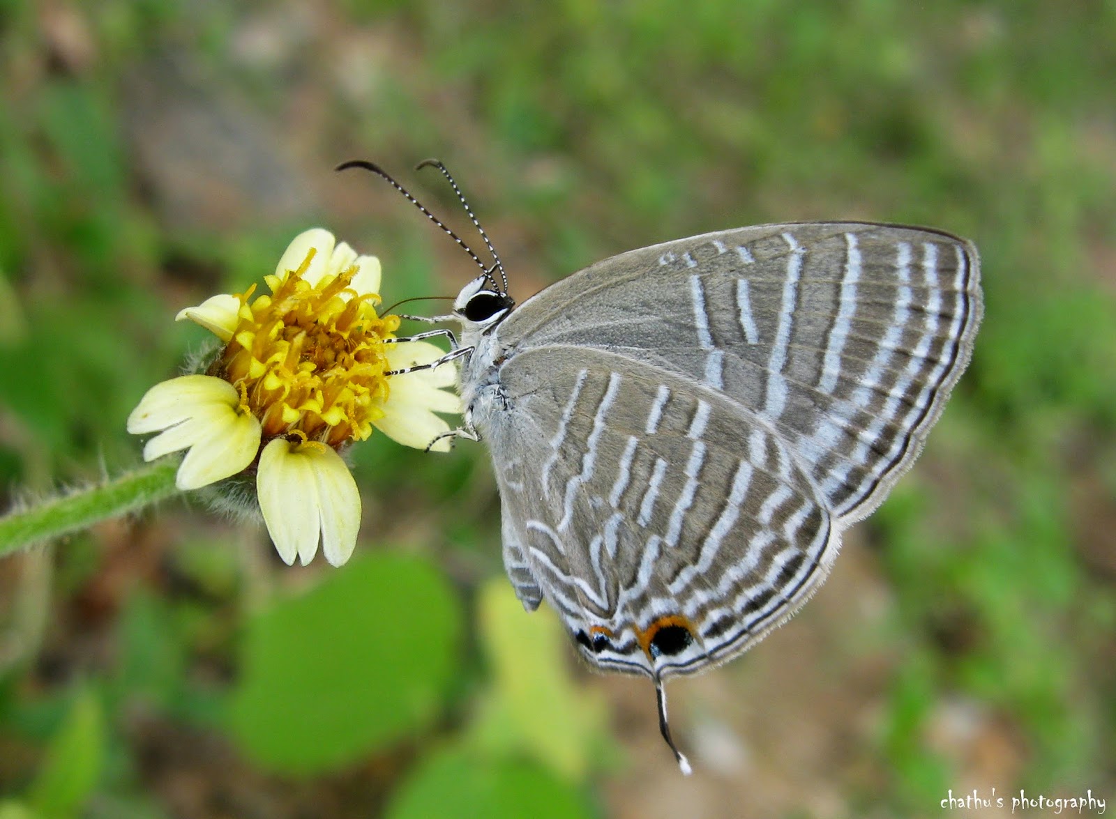 Nature Of Srilanka: Common Cerulean (Jamides celeno tissama) - සෙරුලියා