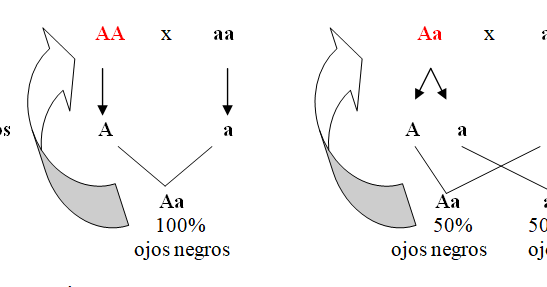 CURIOSIDADES CIENTÍFICAS : Retrocruzamiento o cruzamiento prueba