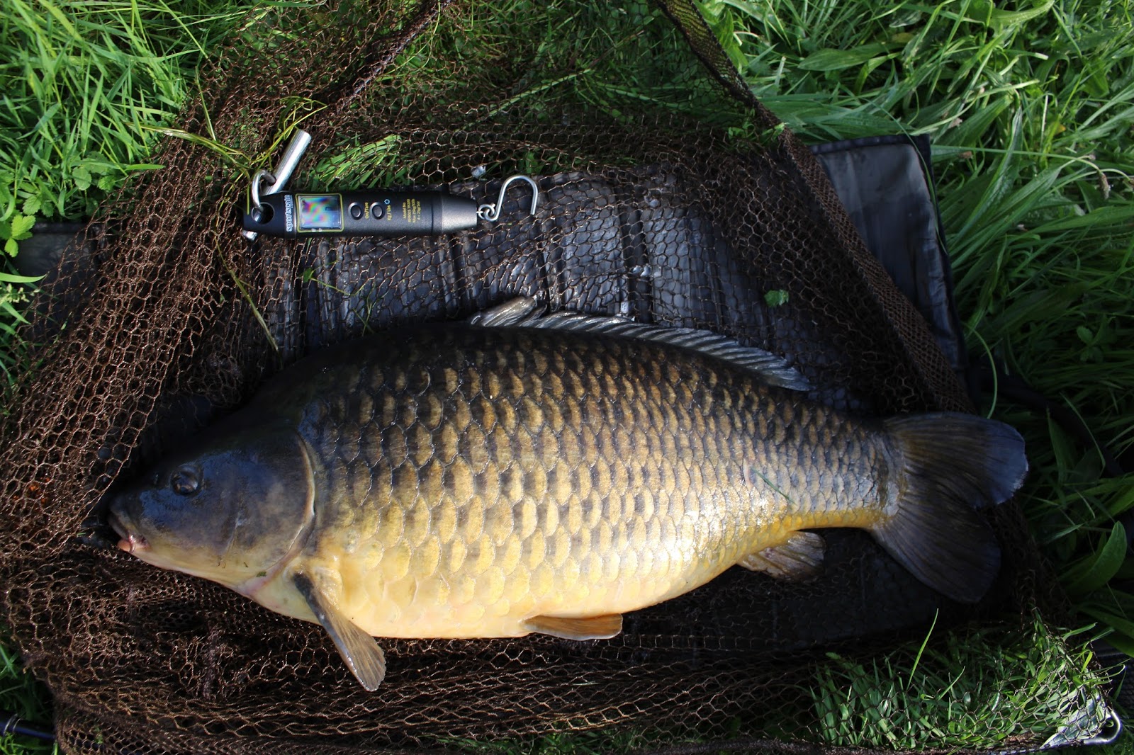 James' Angling Adventures.: River Carp: In Search of Something a Little ...