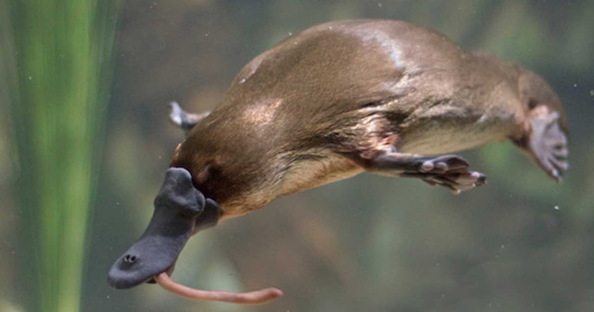 57+ Nama Hewan Ovipar Ovovivipar