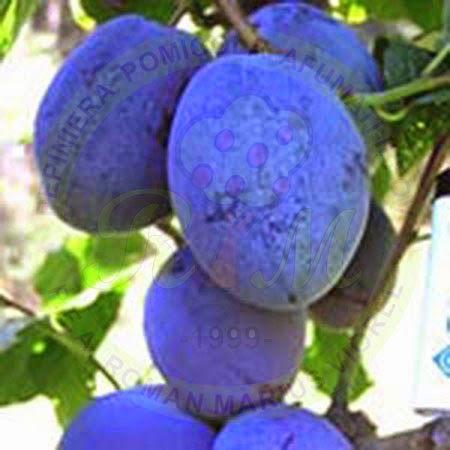 Ferma Florin Pomicultorul: Soiuri de prun