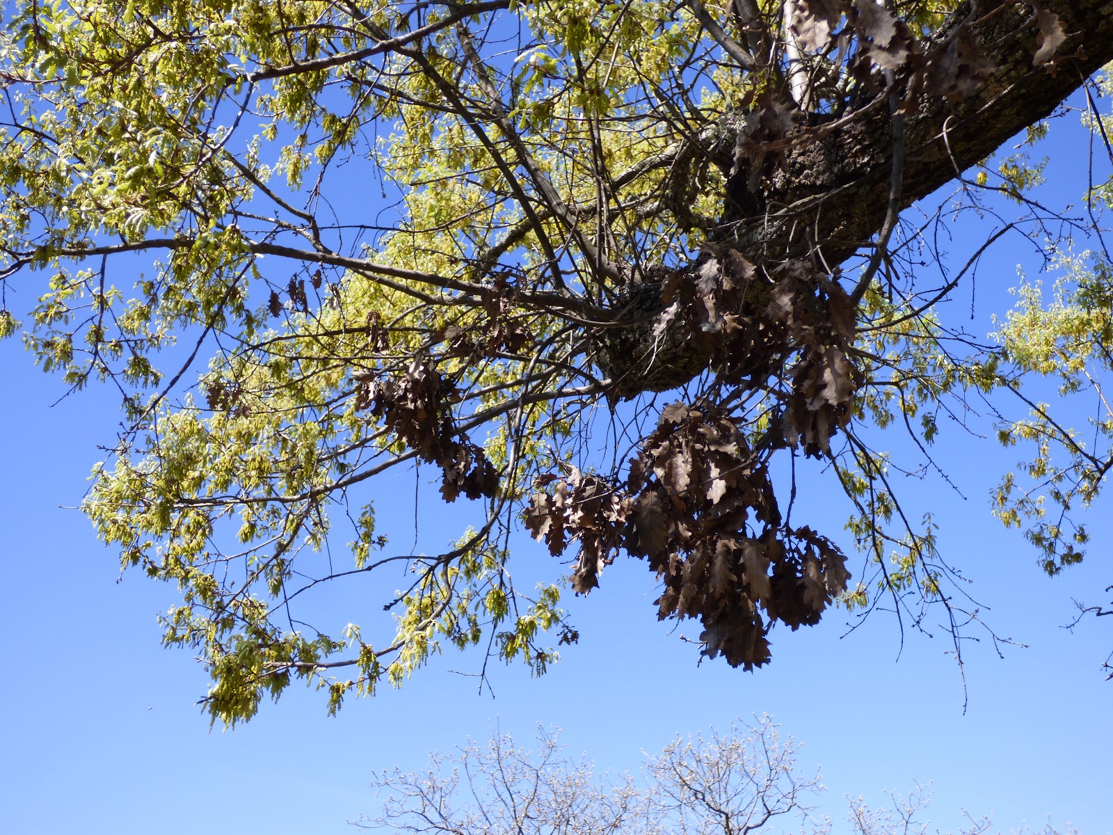 Montehermoso Natural: Quejigo (Quercus faginea)