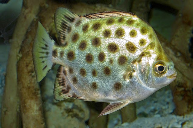 SCAT FISH photos - wallpapers | the fun bank