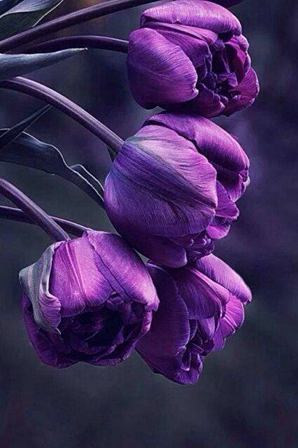 50 Shades Of Violet | Angelmissme