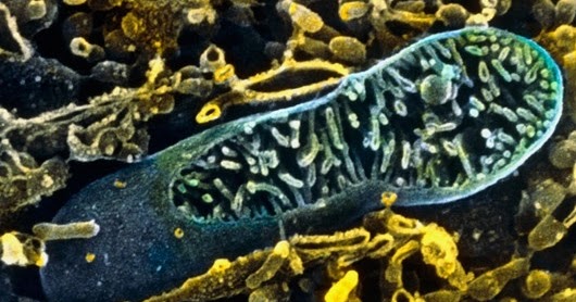 BLOG DO PROFESSOR LUÍS MOREIRA : Relação entre genoma mitocondrial e ...