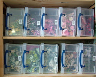 Wild Orchid Crafts: Storage Ideas for Your Wild Orchid Crafts Flowers!