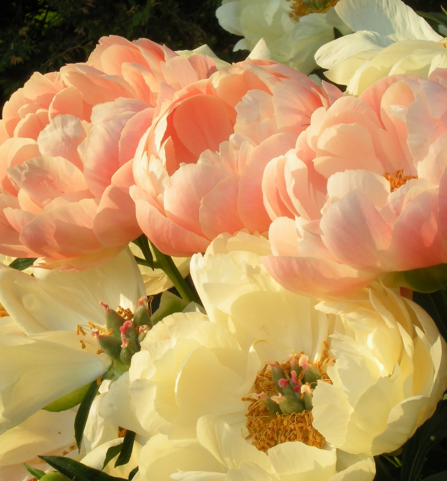 Lilac Gate: Coral Peonies