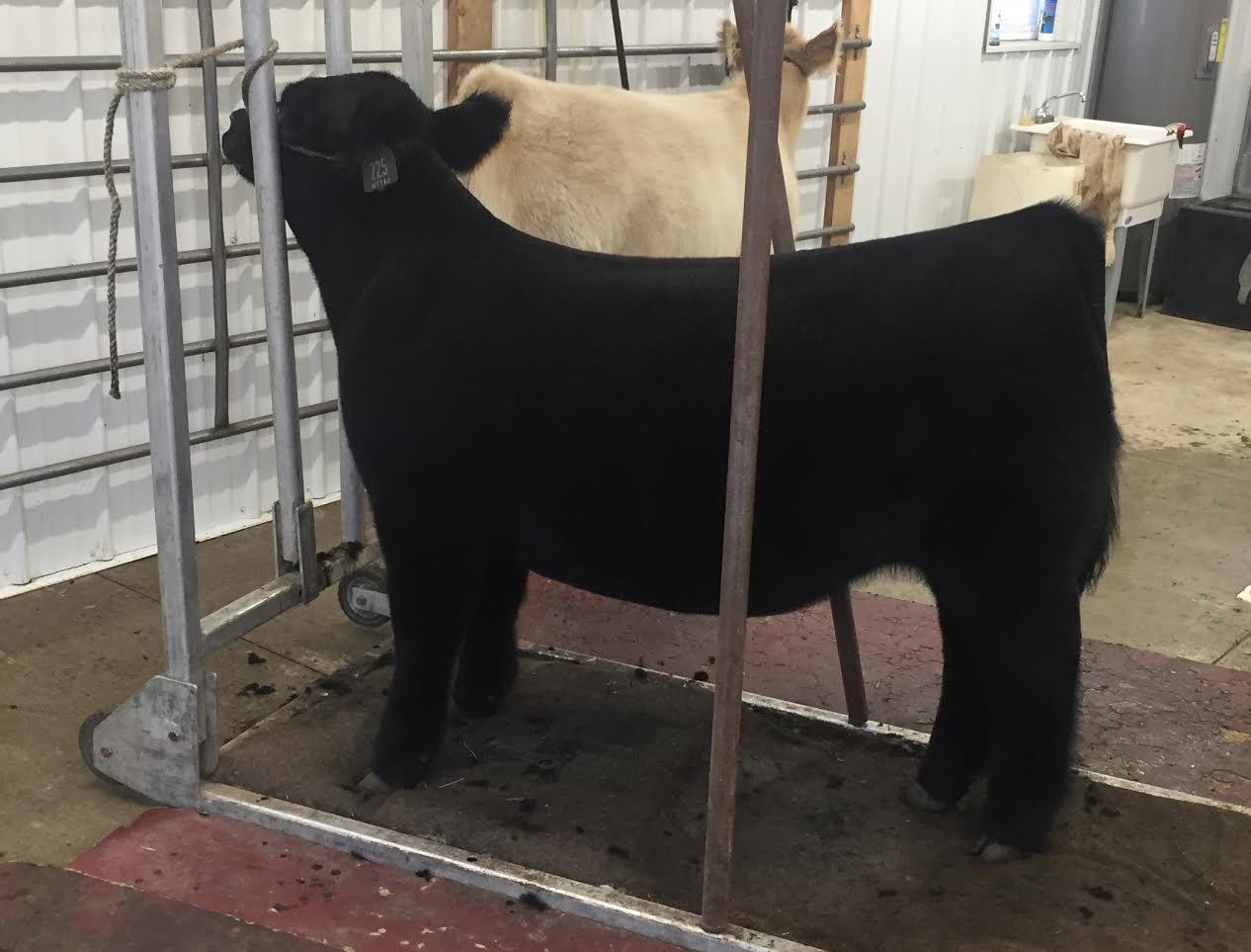 MITTAG Blog: Getcha Some Steer For Sale!