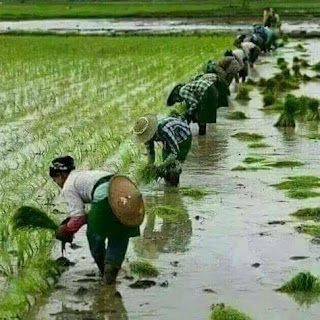 Proses Penanaman Padi ~ Raja Jempol Blog