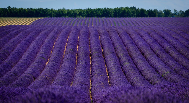 Lavender--The Ultimate Guide