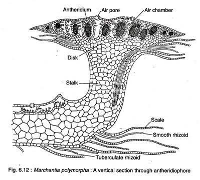 Department of Botany, Girraj Govt. College: Marchantia