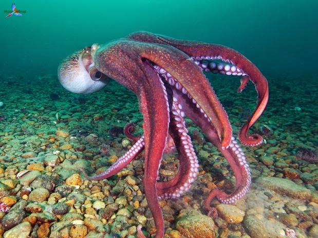 A mente do polvo ~ Mundo Animal