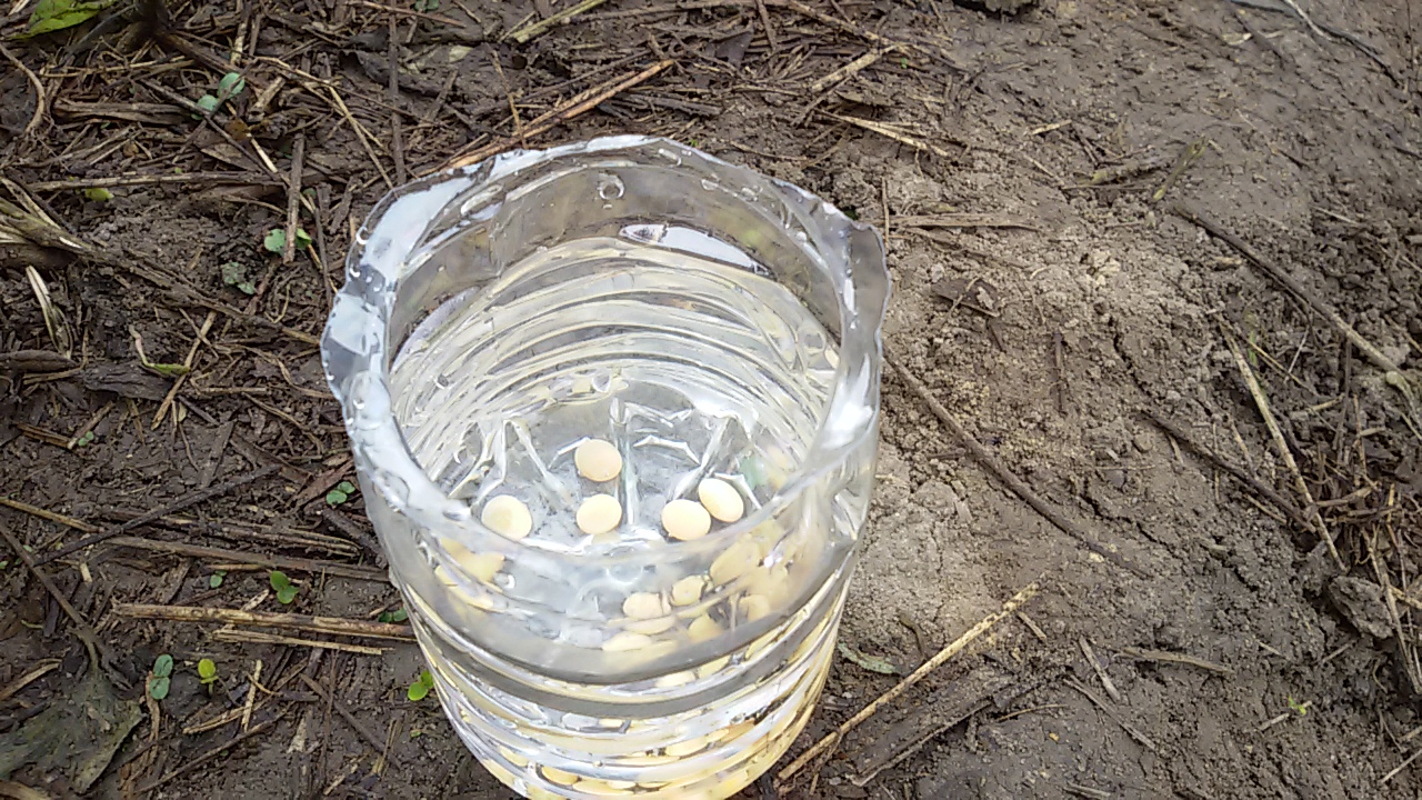 Pemuliaan Tanaman Kelompok 7: Proses Penanaman Tanaman Kedelai