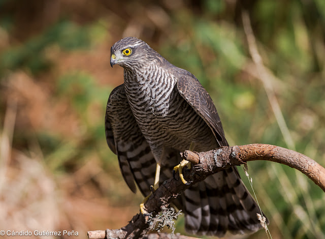 GAVILAN COMUN - Accipiter Nisus | Observatorio de la Naturaleza
