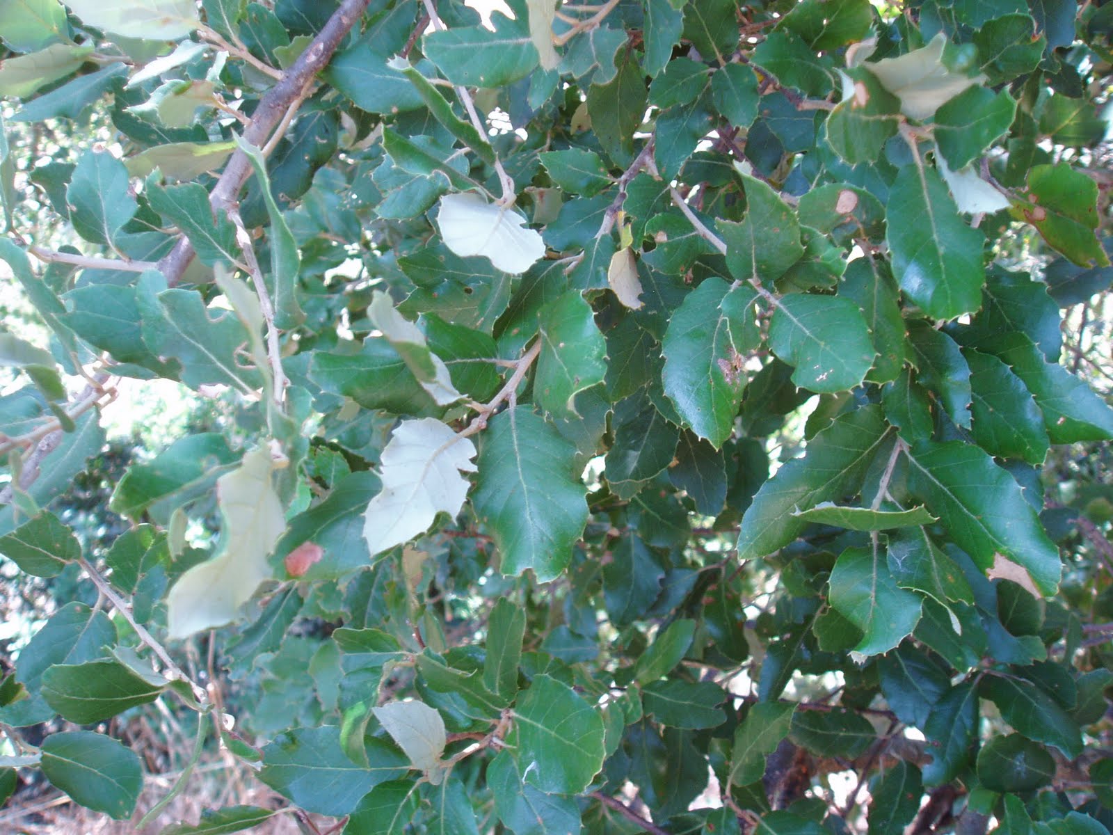ALCORNOQUE: Quercus suber | Plantas rioMoros