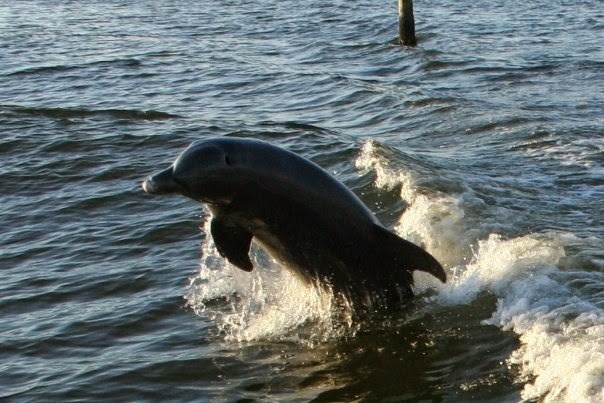 Adventures of Chubby the Dolphin: May 2013