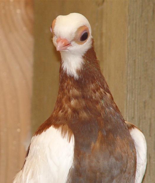 Hungarian Short-Beak | BD PIGEONS