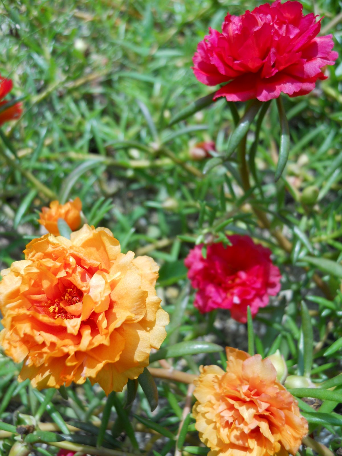 Journey of My Gardening: My Beautiful Japanese Rose