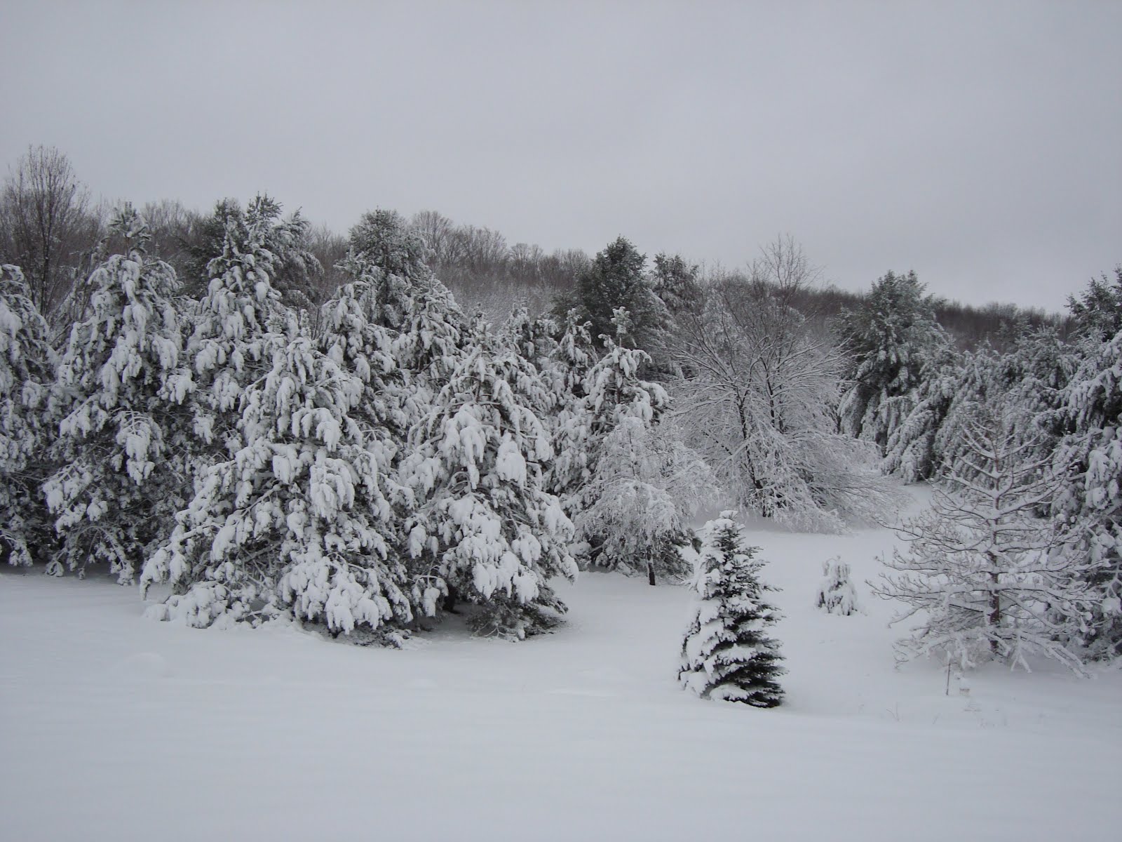 Bruno Boris Badenoff, GSP Extraordinaire