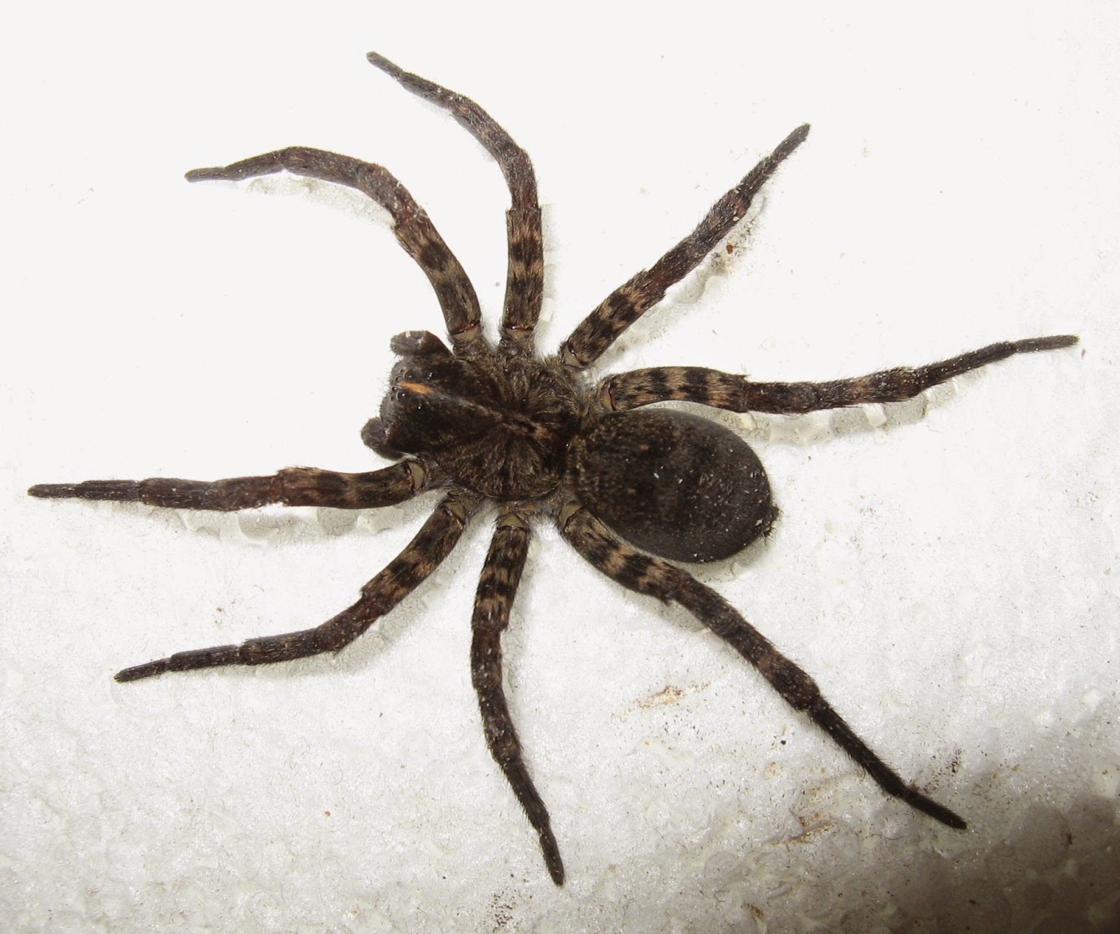 Tangled Web: Striking Spiders