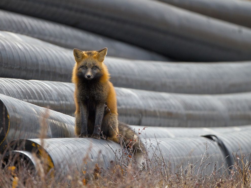 World Animal Photos in HD: Red Fox, Canada
