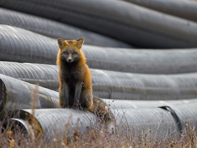World Animal Photos in HD: Red Fox, Canada
