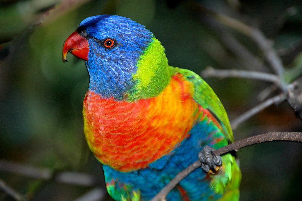 FLORACIONES EN MÁLAGA Y MÁS: Multicolores