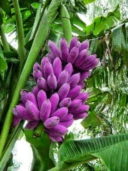 Banana Roxa: Você conhece? ~ Você realmente sabia?