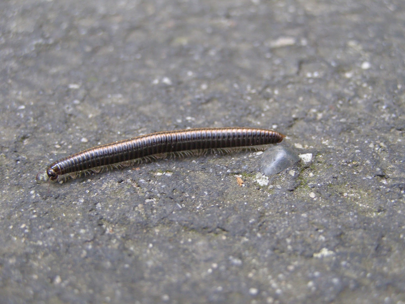 Roel op het Pieterpad: augustus 2015