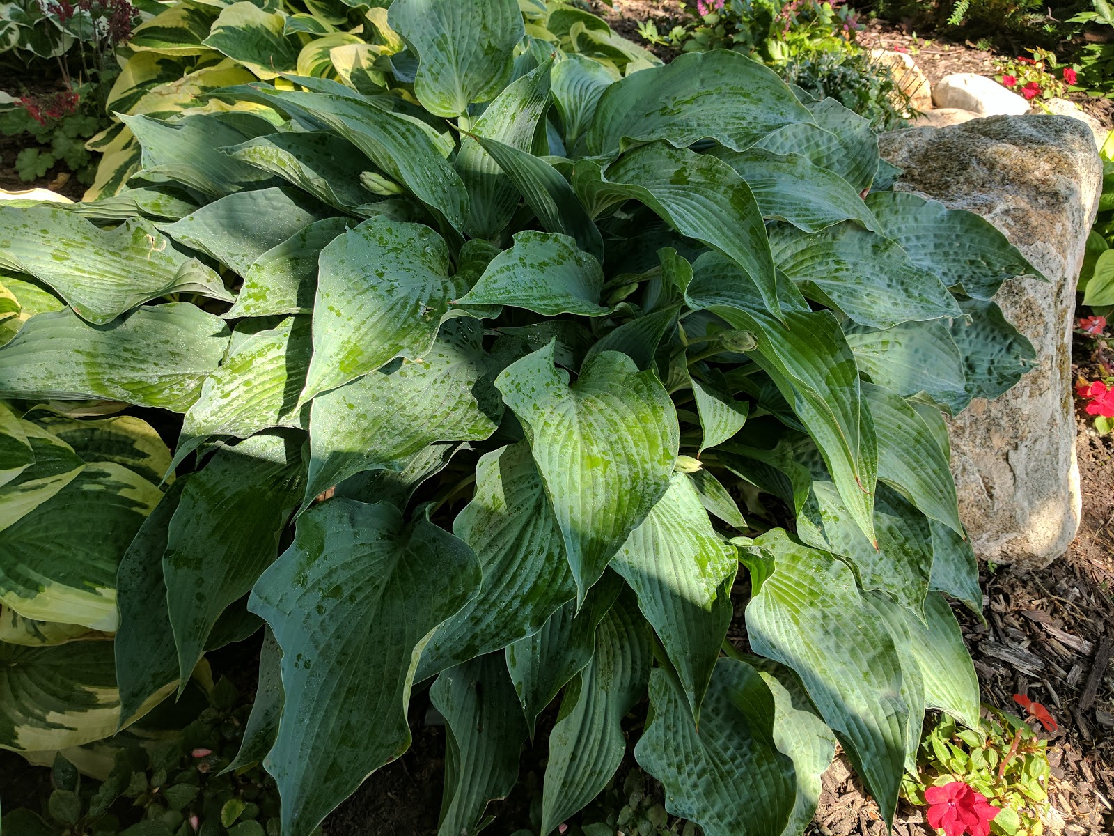 WildDakotaWoman TM: Hosta Meditation