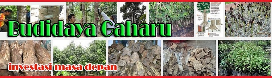 BUDIDAYA GAHARU: JENIS GAHARU DI KALIMANTAN DAN INDONESIA